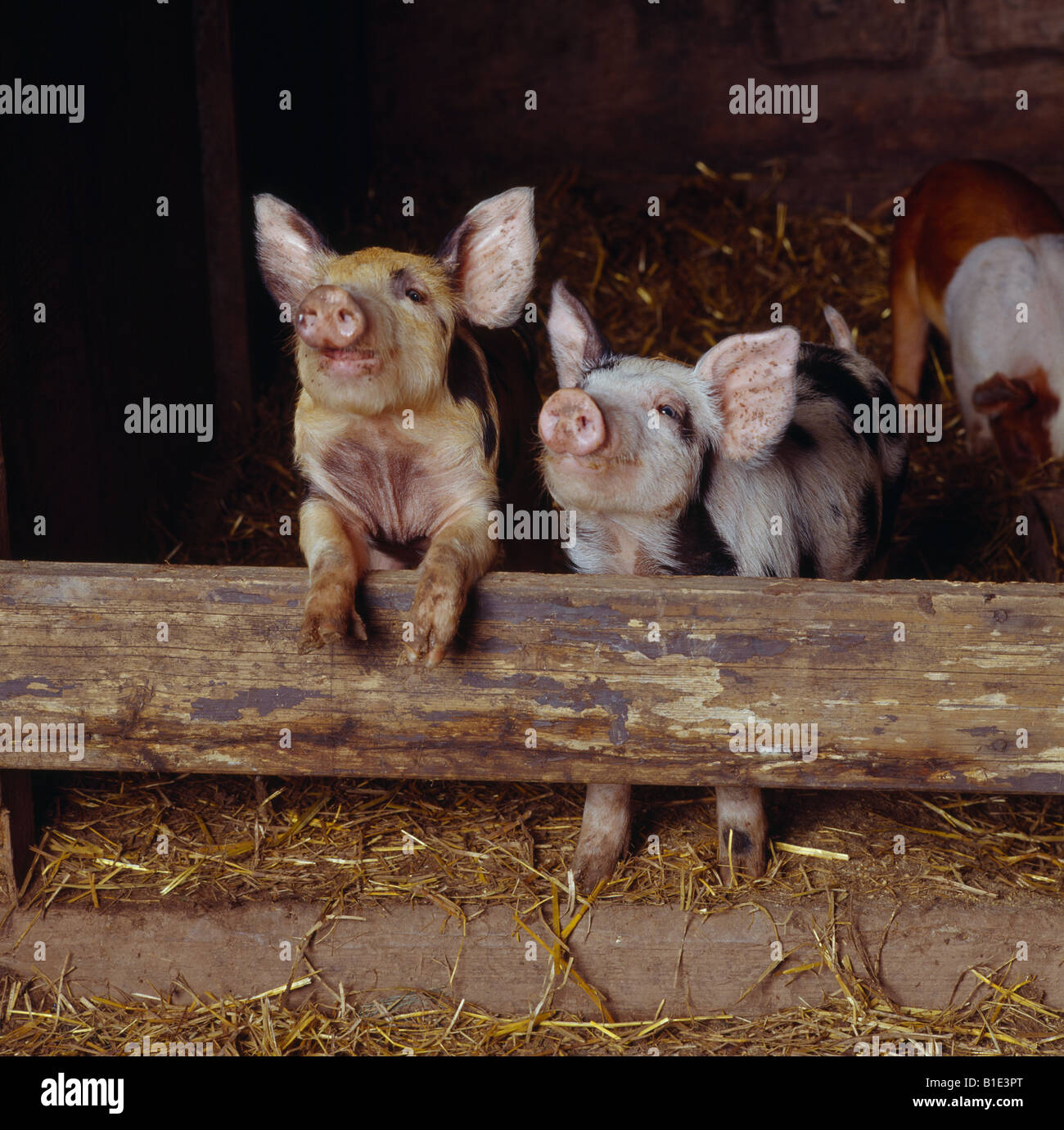 7 WEEK OLD PIGS IN PEN PENNSYLVANIA Stock Photo - Alamy