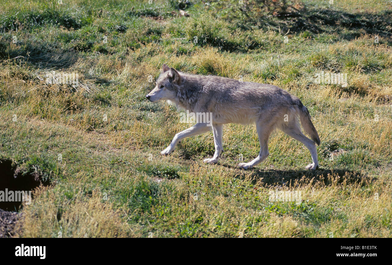 Portrait of a North American grey wolf Canis lupus also known as a ...