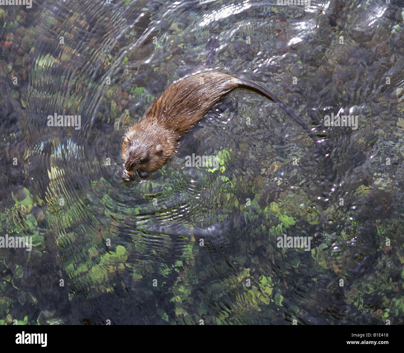 A muskrat Ondatra zibethicus an aquatic rodent that ranges throughout ...