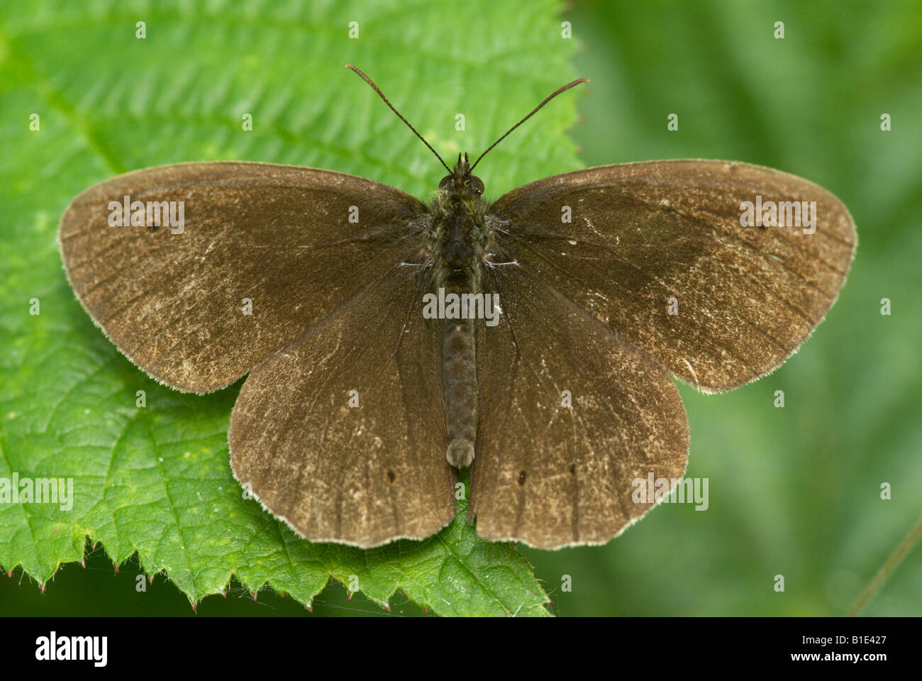 Ringlet Butterfly (Aphantopus hyperantus) male on bramble Stock Photo ...