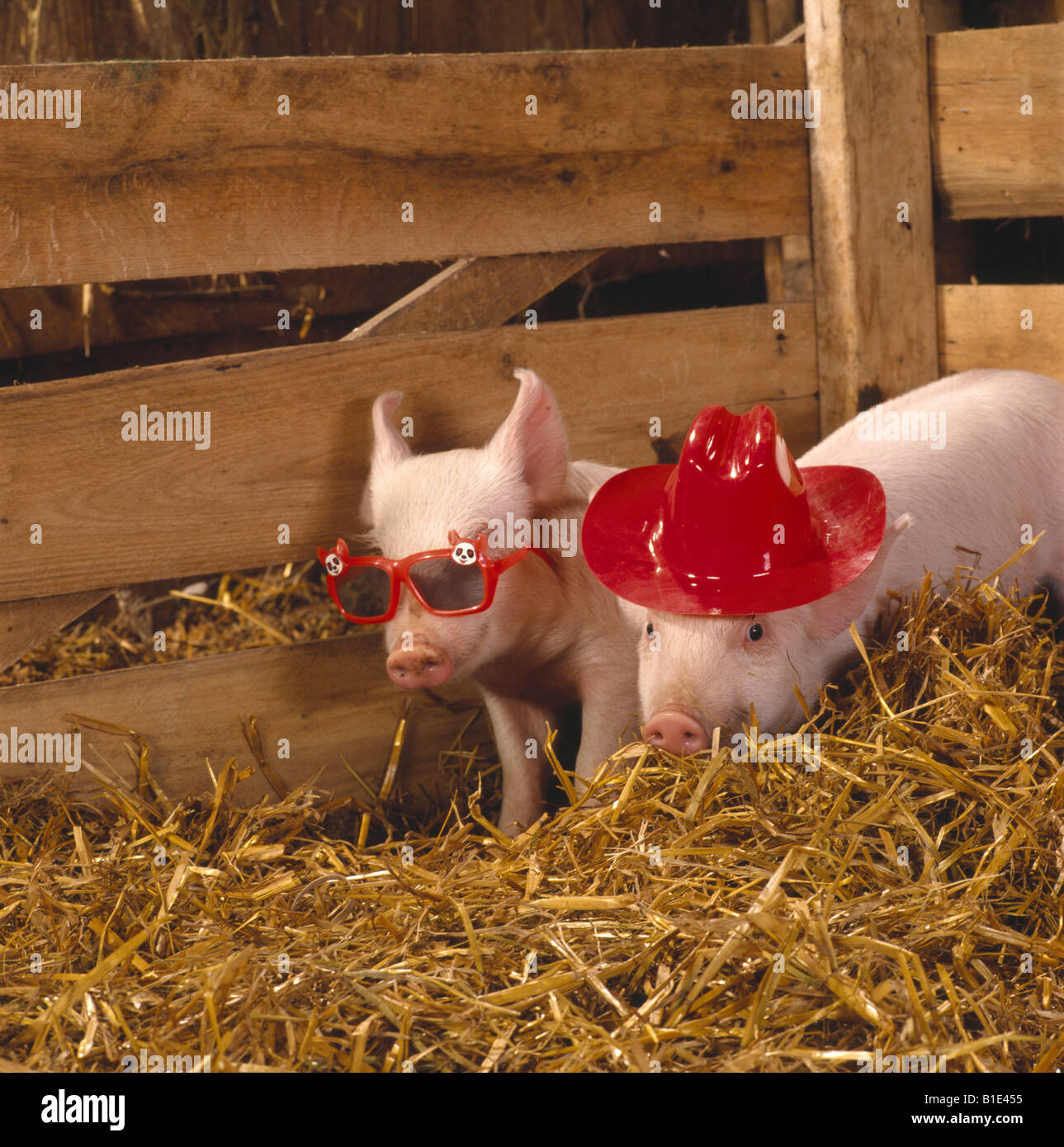 Dressed up pig hi-res stock photography and images - Alamy