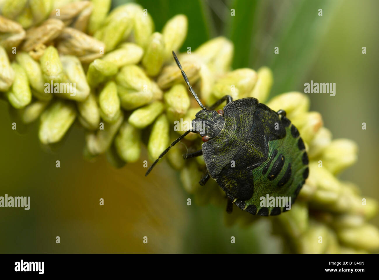 Green Shield Bug nymph late Instar stage Stock Photo - Alamy