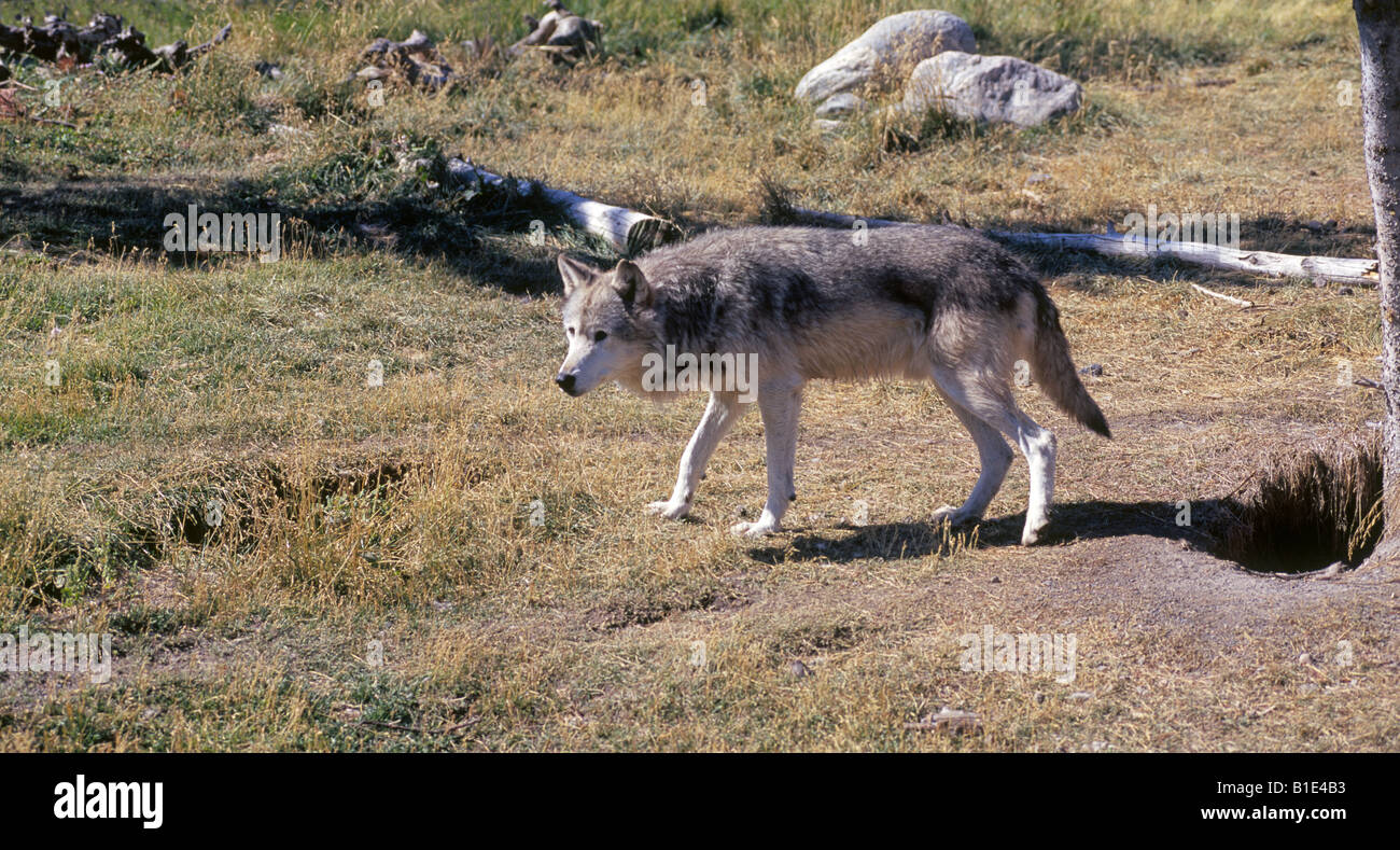 Portrait of a North American grey wolf Canis lupus also known as a ...