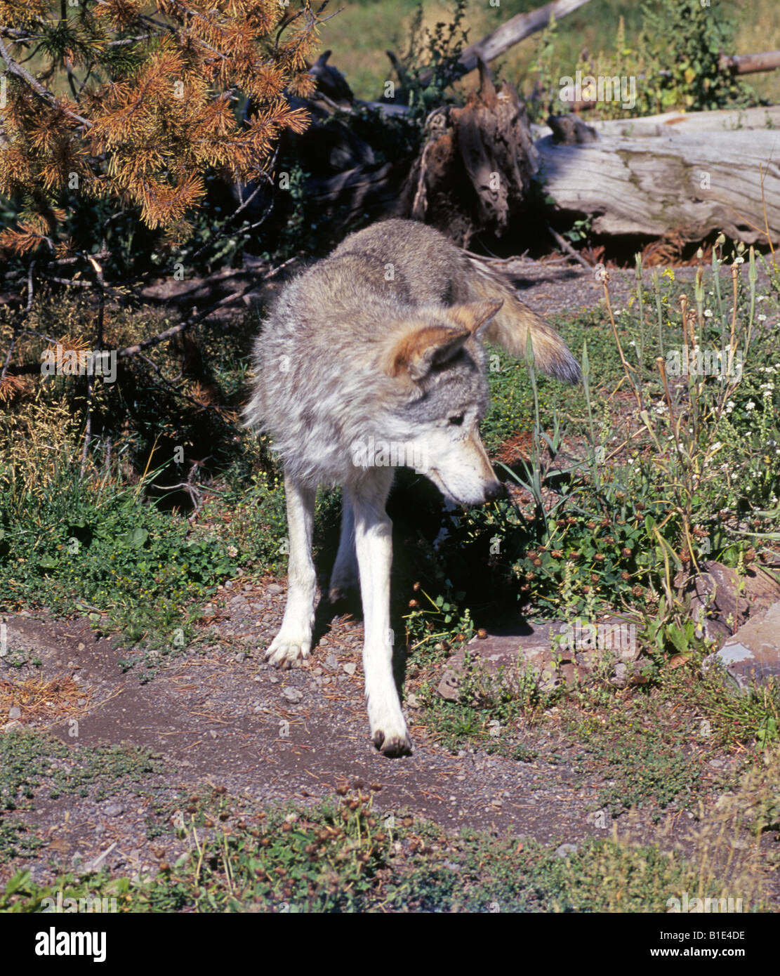Portrait of a North American grey wolf Canis lupus also known as a ...