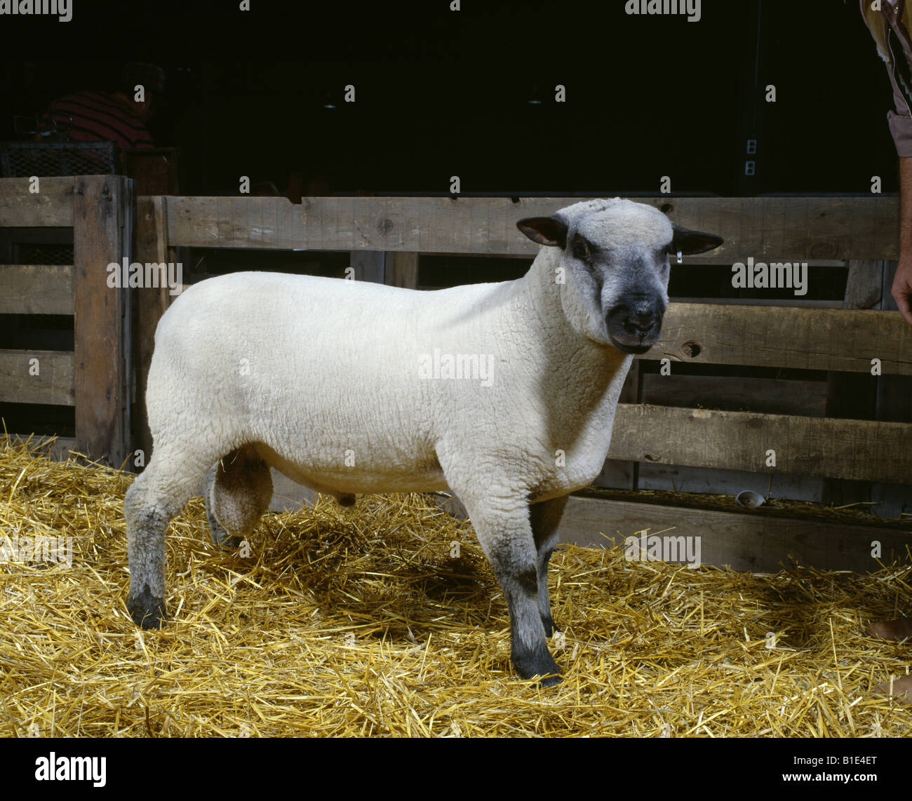 Ram pen hi-res stock photography and images - Alamy