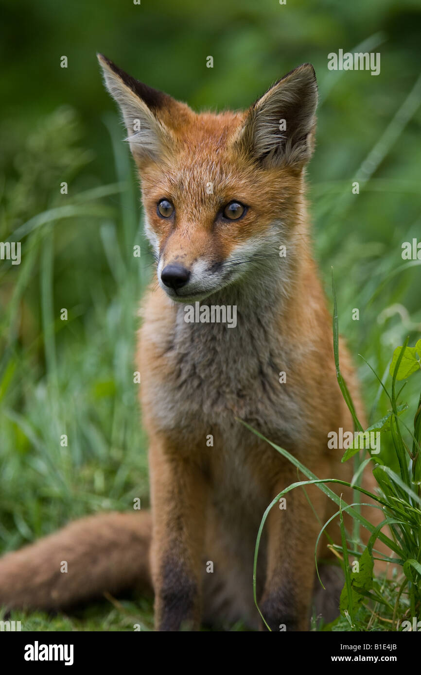 Alert young Red Fox cub Stock Photo - Alamy