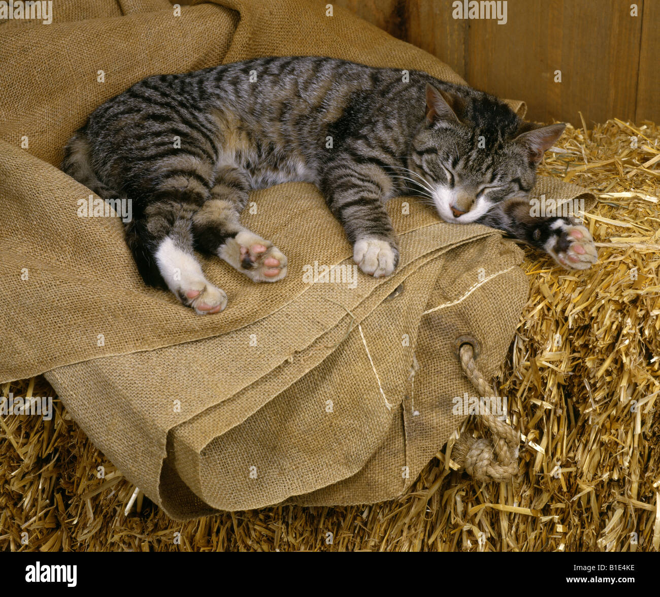 TABBY CAT SLEEPING ON STRAW BALE / PENNSYLVANIA Stock Photo - Alamy