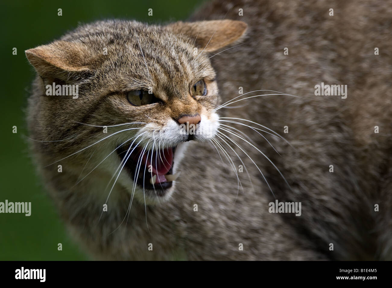 Scottish Wildcat growling Stock Photo - Alamy
