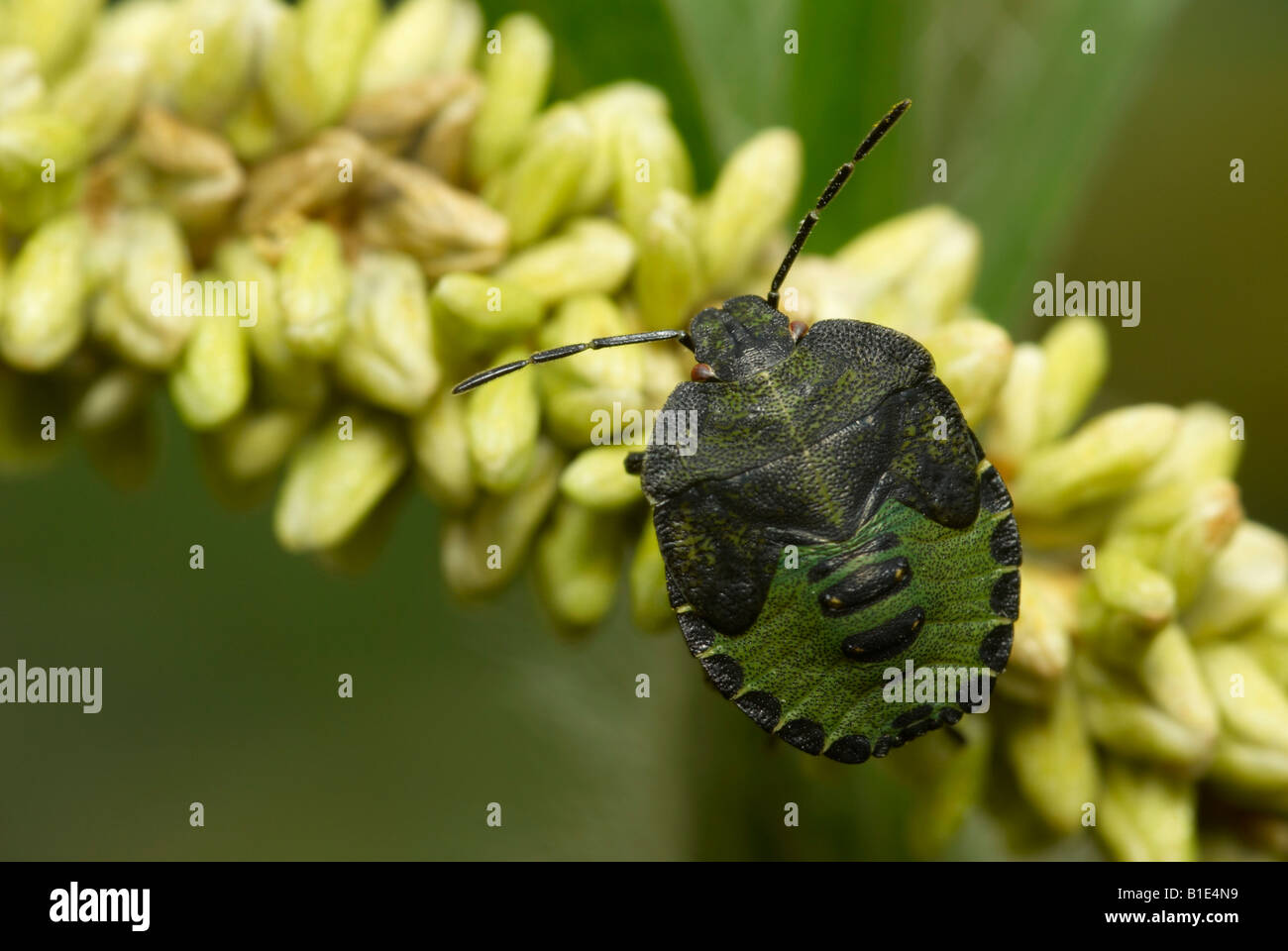 Instar stage hi-res stock photography and images - Alamy