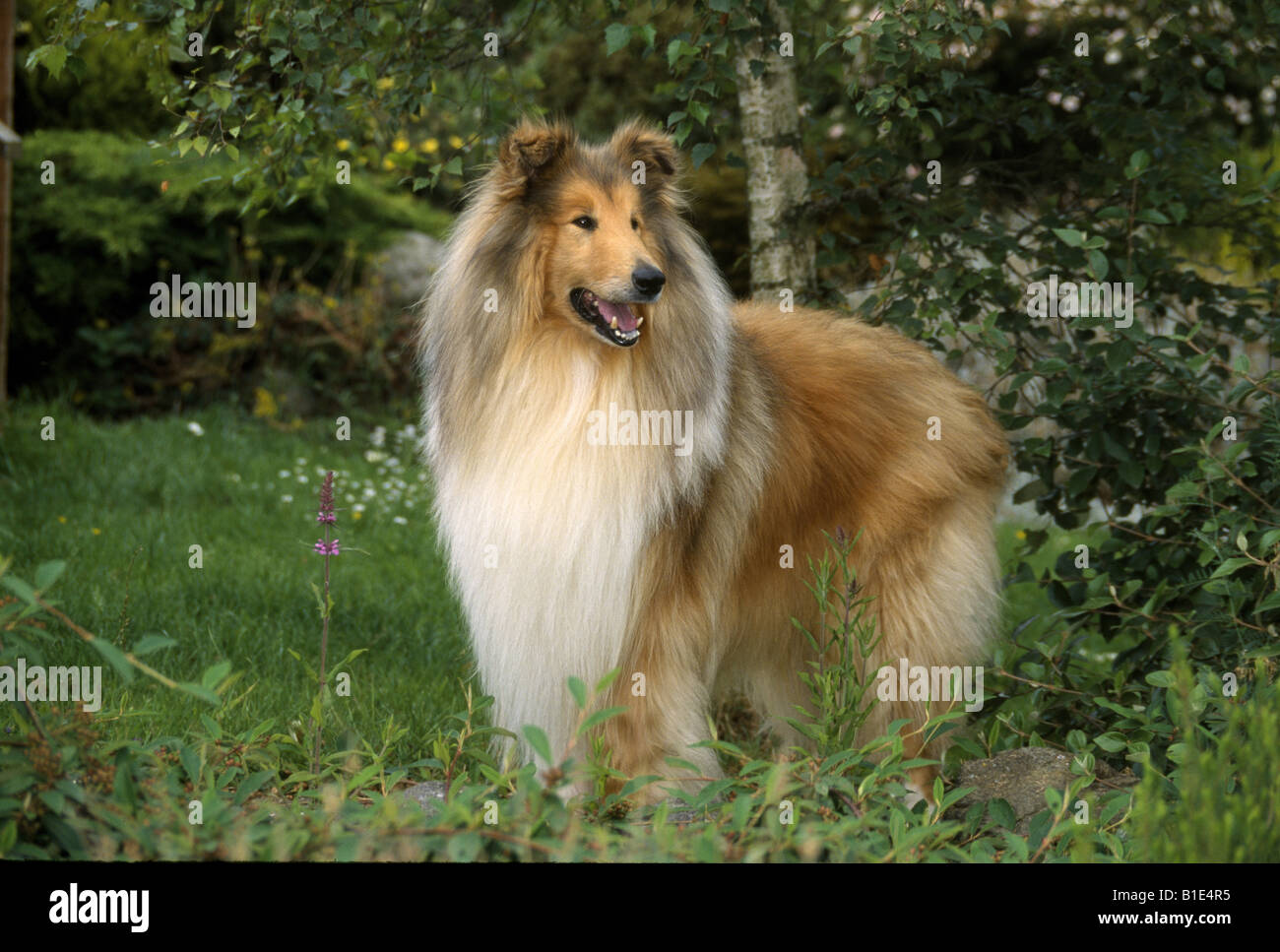ROUGH COLLIE IRELAND Stock Photo - Alamy