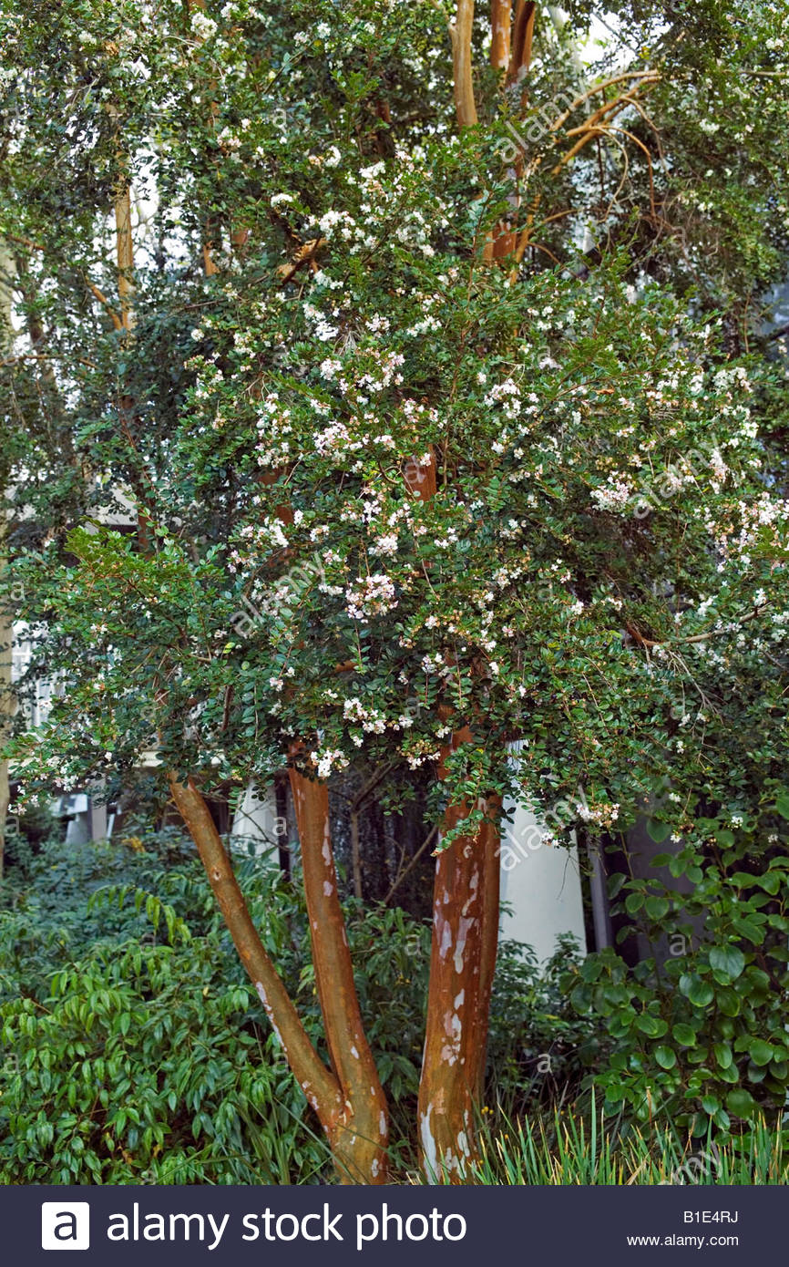 Luma apiculata Evergreen shrub or small tree from Chile and Argentina ...