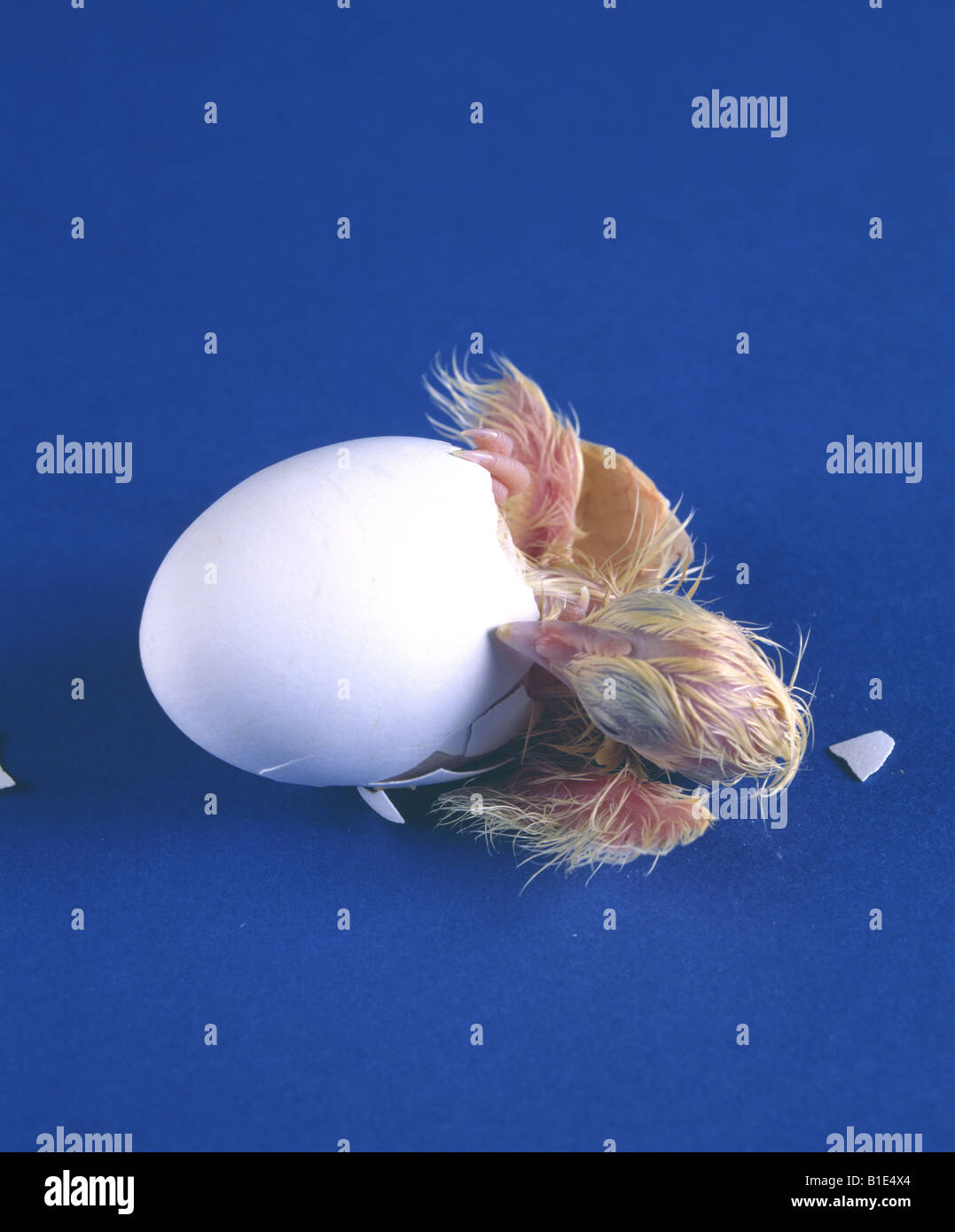 White leghorn hi-res stock photography and images - Alamy