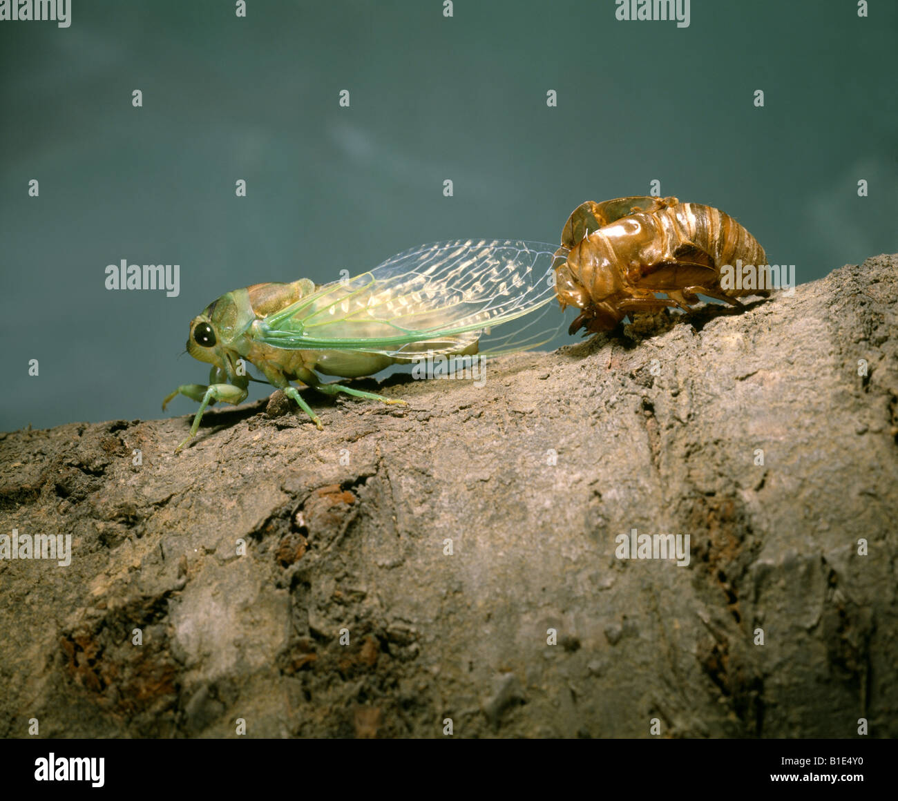 Chrysalis cicada hi-res stock photography and images - Alamy
