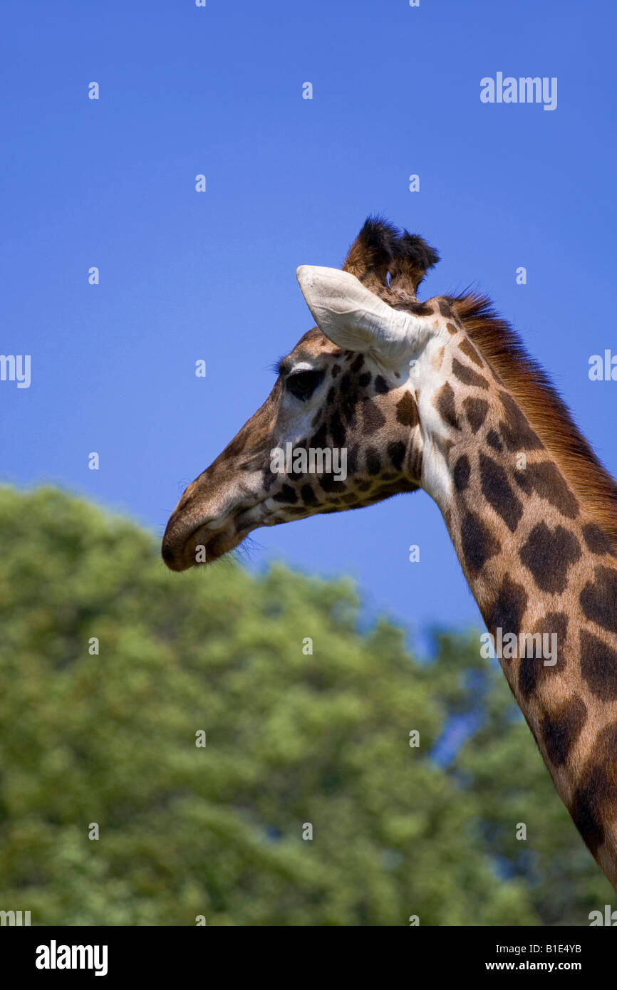 pictures of the wild animals Stock Photo - Alamy