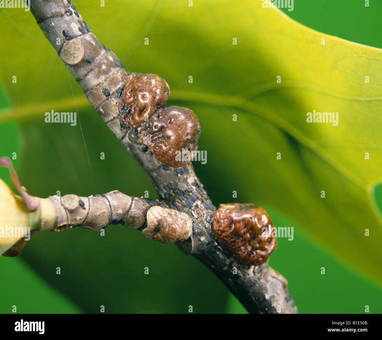 CLOSE-UP OF TULIP TREE SCALE (TOUMEGELLA LIRODENDRI) DESTRUCTIVE; SUCKS ...