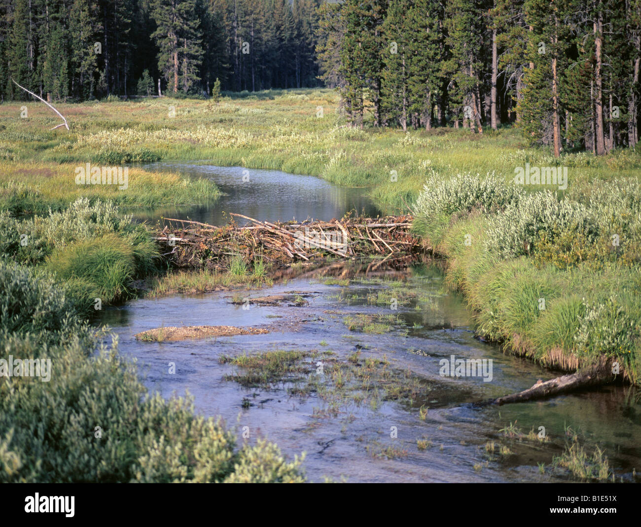 High in the Sawtooth Range in the Boise National Forest a family of ...