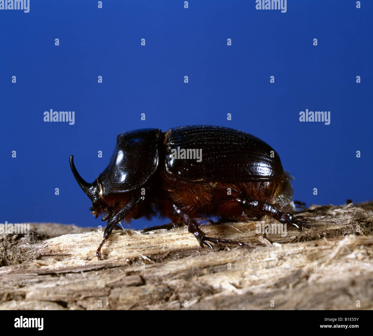 Xyloryctes jamaicensis hi-res stock photography and images - Alamy