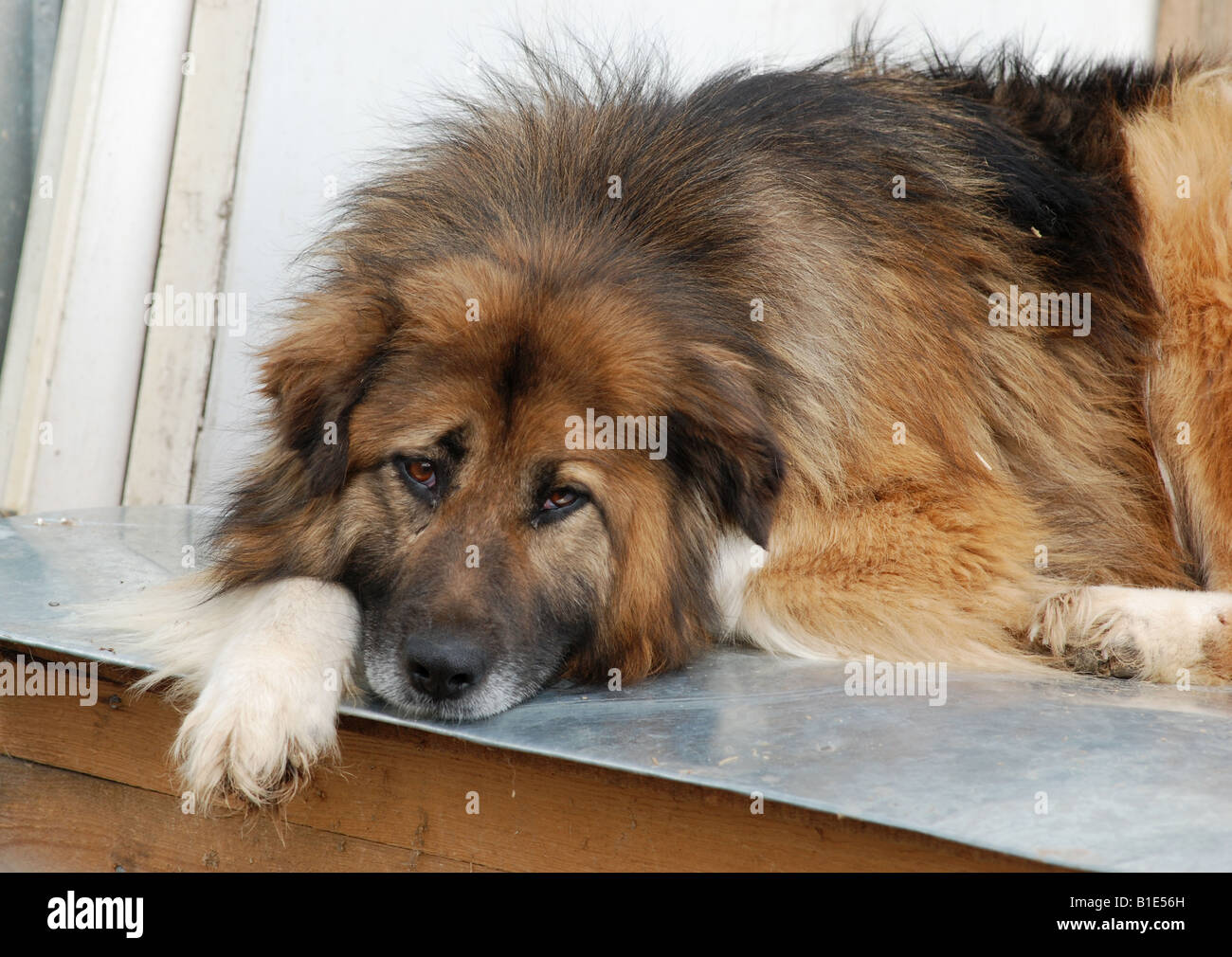 Sad dog in a private dog shelter Moscow Russia Stock Photo - Alamy