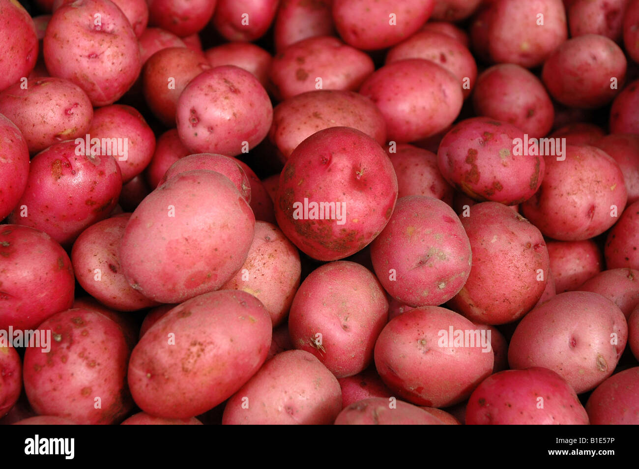 Bulk red potatoes in a bin Stock Photo - Alamy