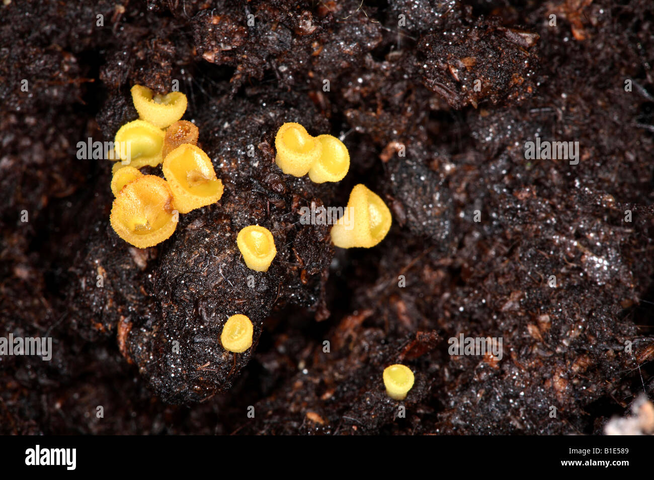 Yellow fairy cups - Bisporella citrina Stock Photo - Alamy