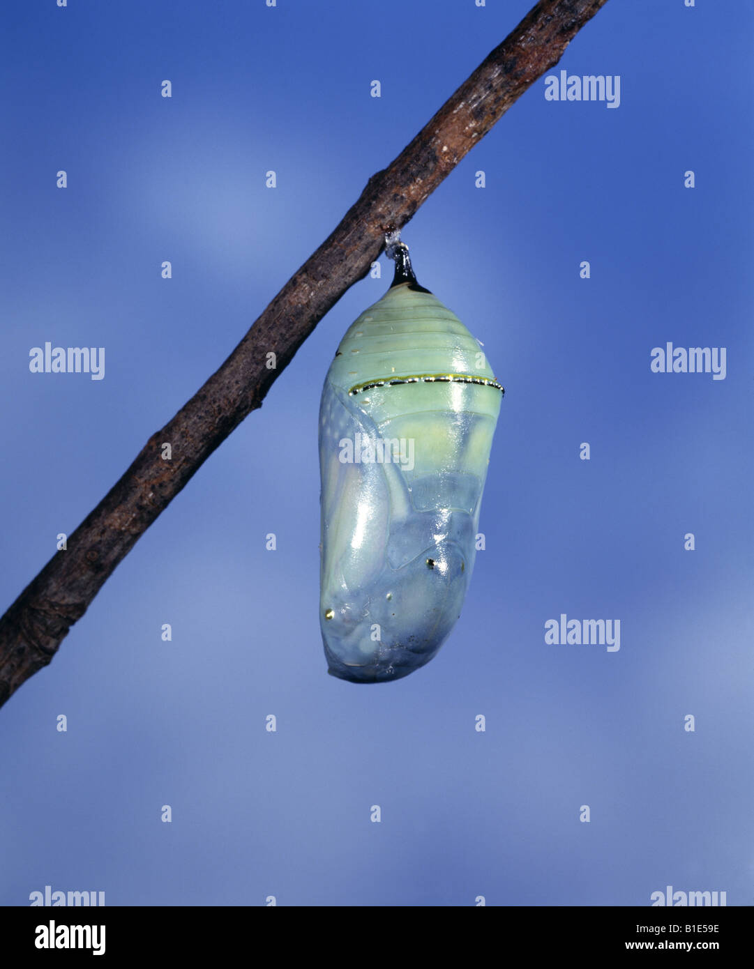 Butterfly moth pupae chrysalis hi-res stock photography and images - Alamy