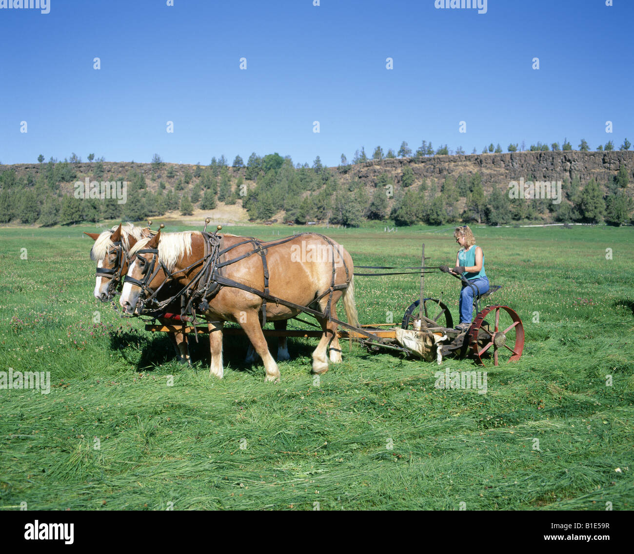 DRAFT HORSES PULLING THRESHER OREGON Stock Photo - Alamy