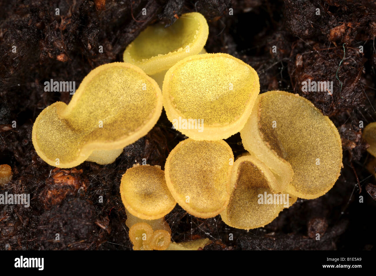 Yellow fairy cup fungus hi-res stock photography and images - Alamy