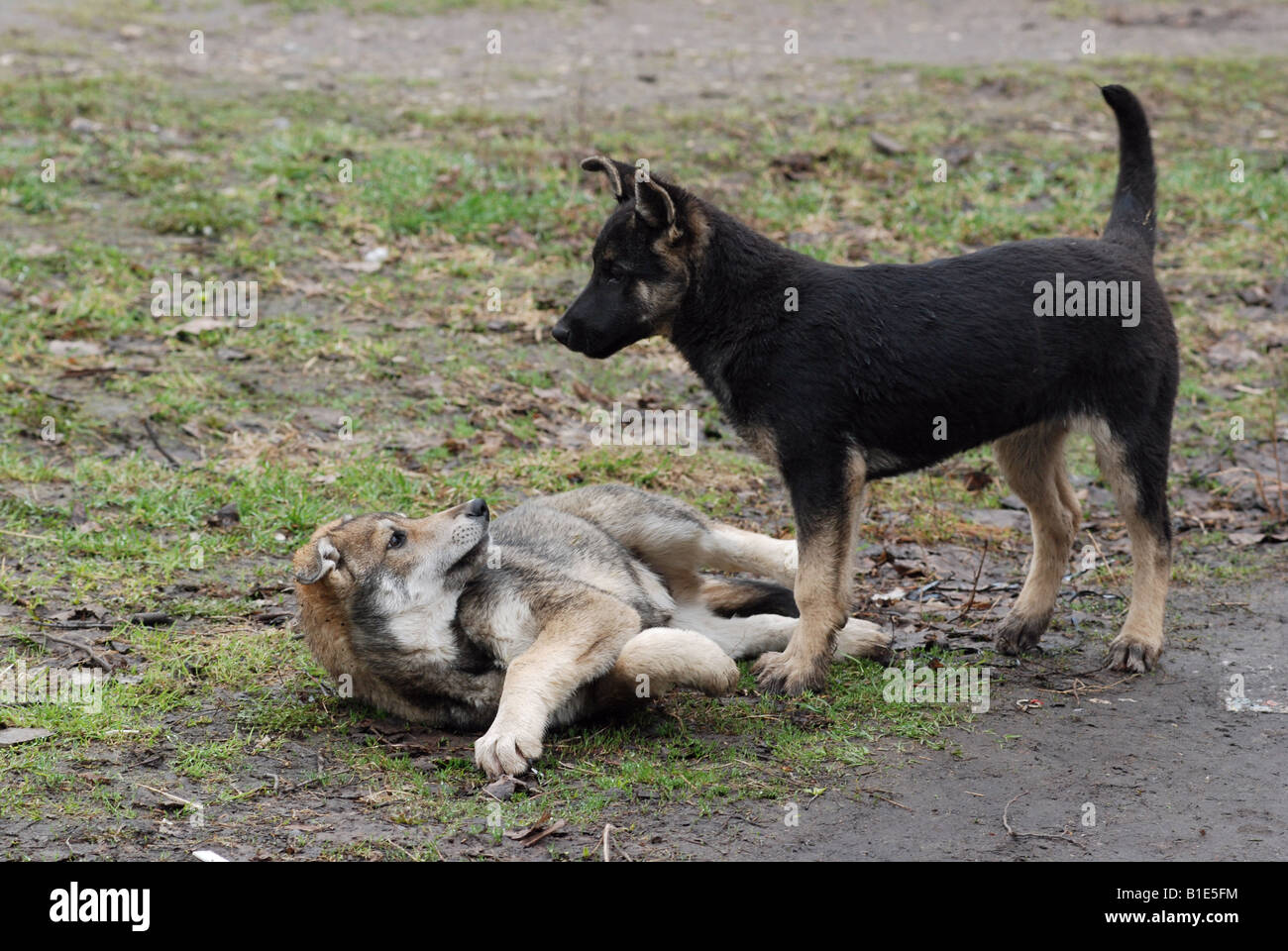 Two young stray dogs playing in a park Moscow Russia Stock Photo - Alamy