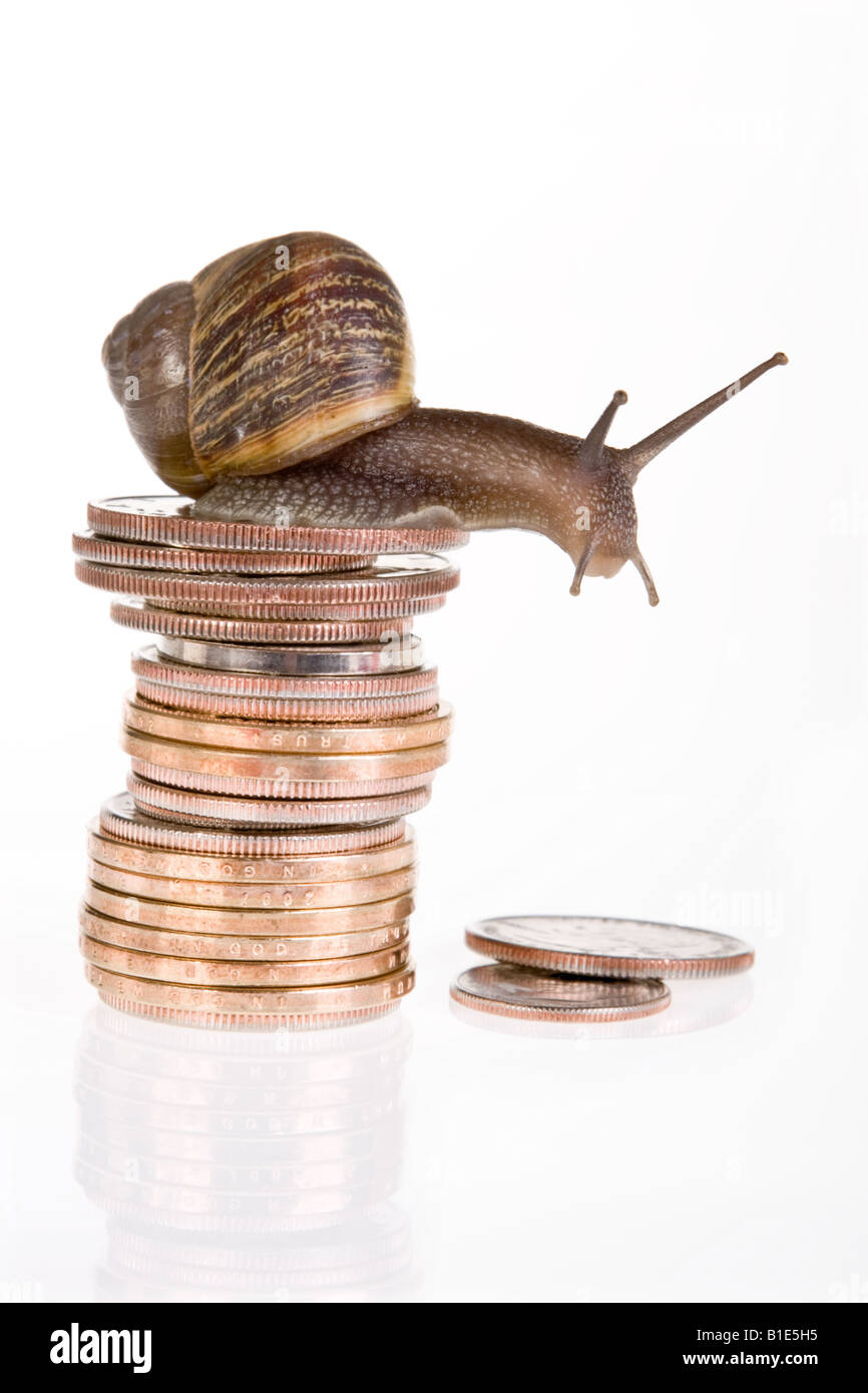 Funny snail sitting on a stack of dollars Stock Photo - Alamy