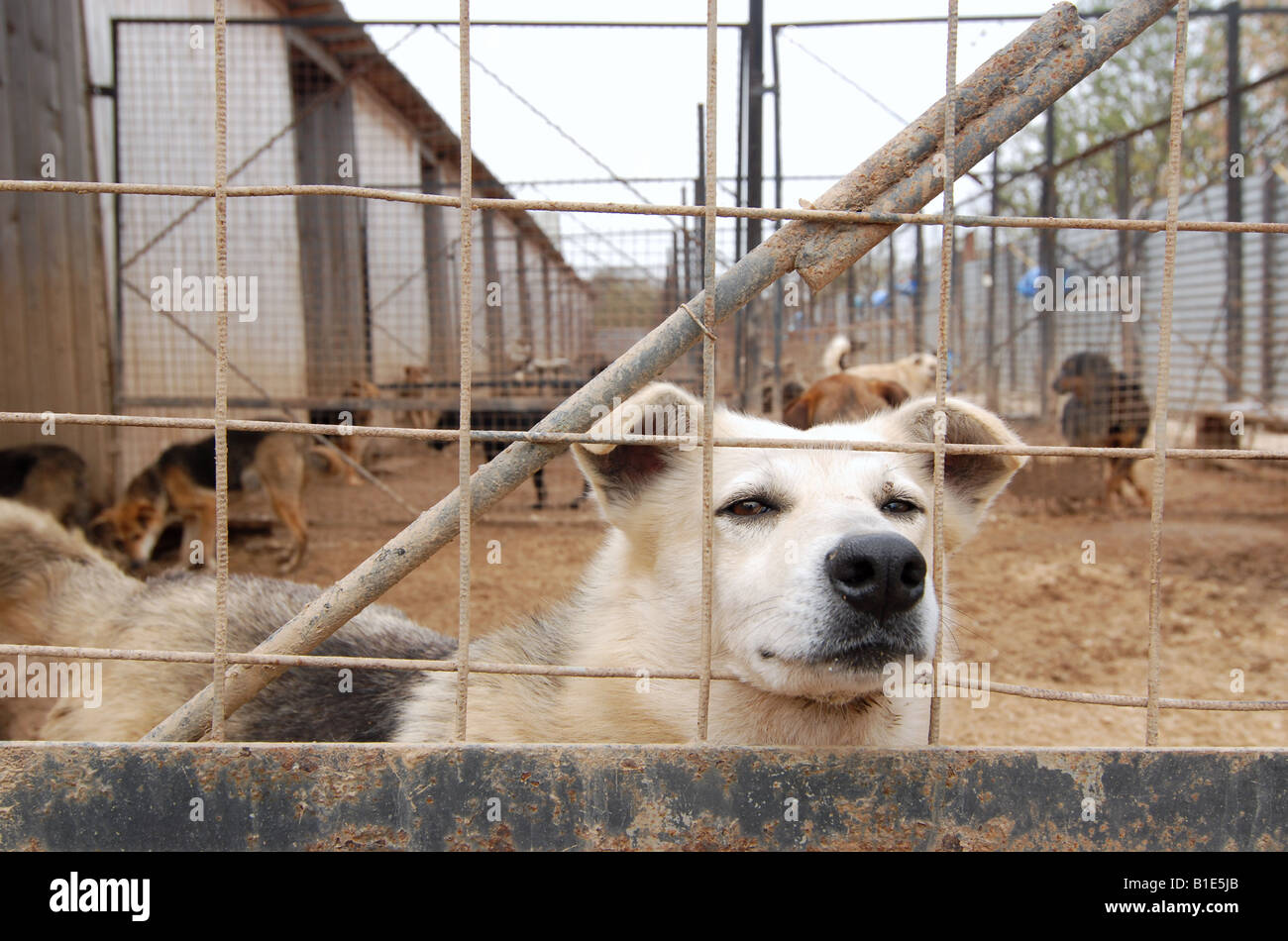 Dog in a private stray dog shelter Moscow Russia Stock Photo - Alamy