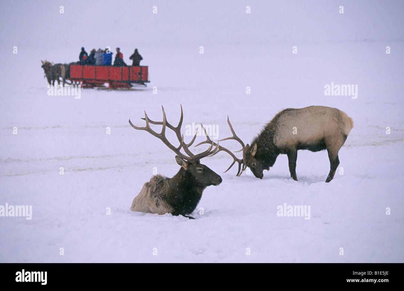 A large bull elk is watched by visitors on a horse drawn sledge or sled ...