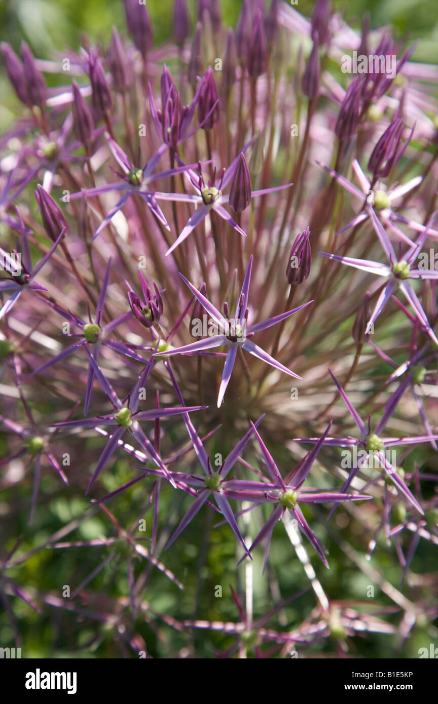 Close-up of ALLIUM CHRISTOPHII CRISTOPHII ONION ALLIACEAE BULBOUS ...