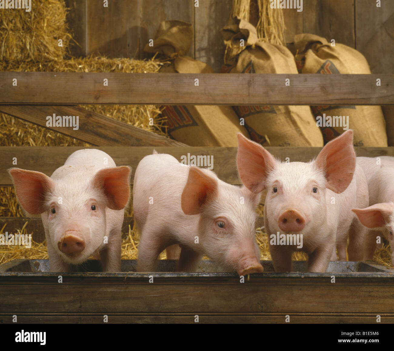 30 35 LB 6 WEEK OLD FEEDER PIG STUDIO Stock Photo - Alamy