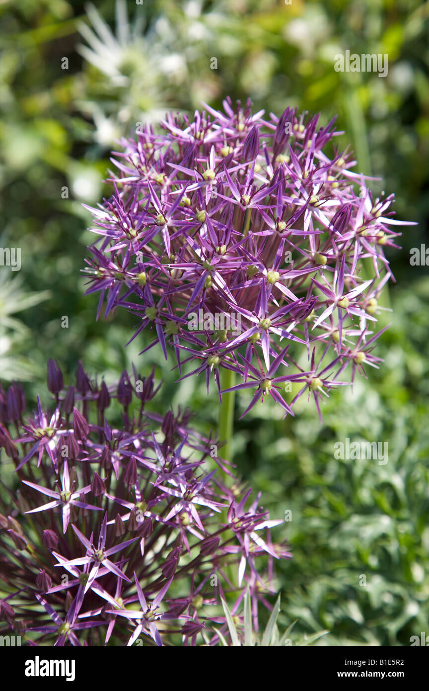 ALLIUM CHRISTOPHII CRISTOPHII ONION ALLIACEAE BULBOUS PURPLE PERENNIAL ...