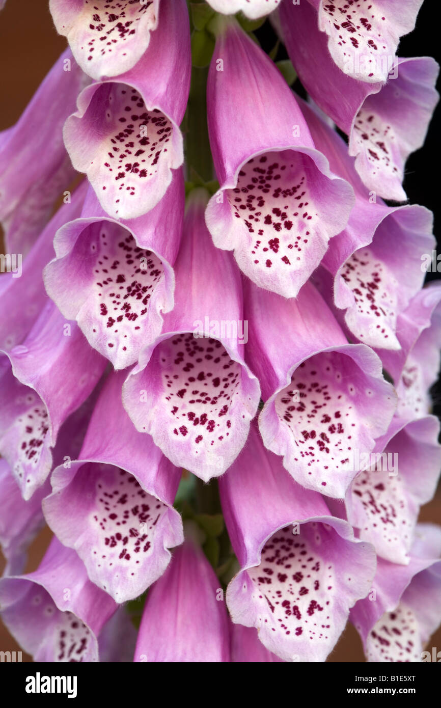 Close up of the flowers of the native foxglove Digitalis purpurea Stock ...