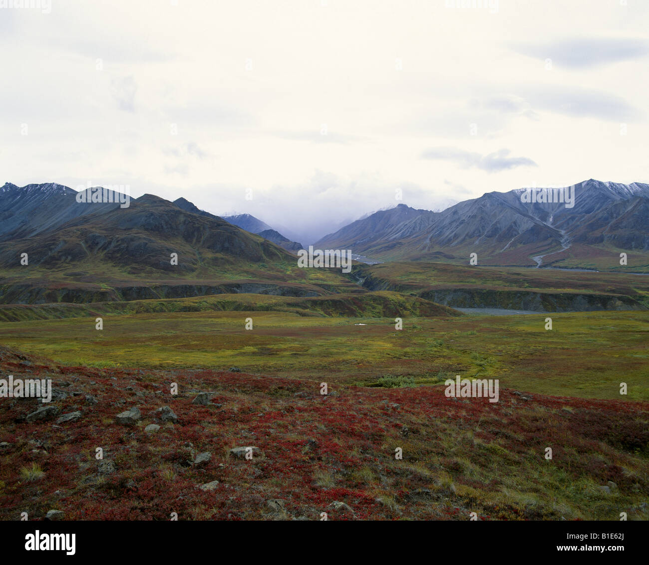 FALL TUNDRA WITH WINTER STORM AND MOUNTAINS DENALI NATIONAL PARK ALASKA ...