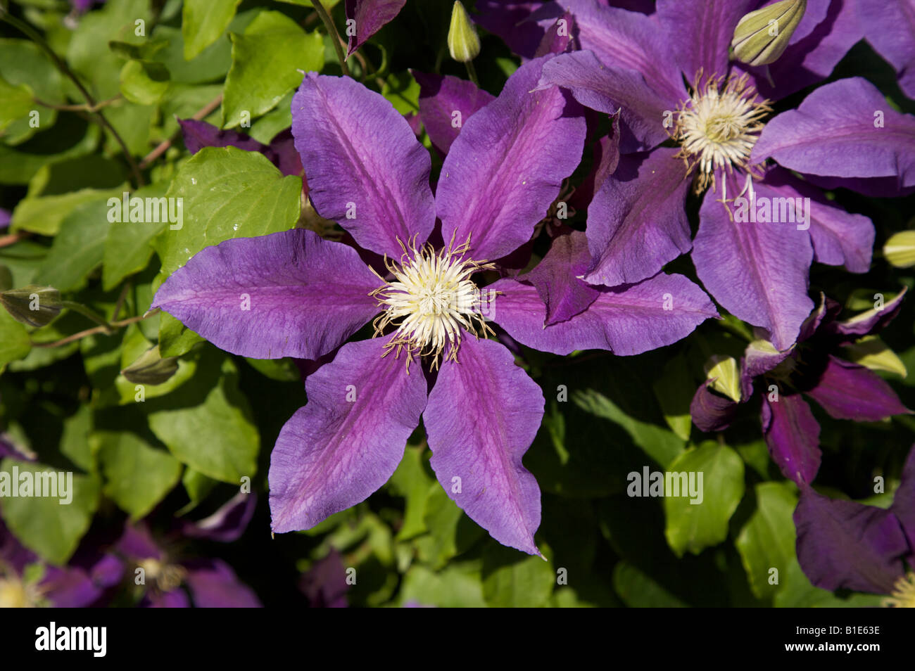 Clematis atragene hi-res stock photography and images - Alamy