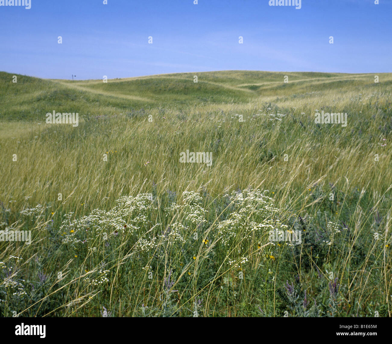 SHORT GRASS PRAIRIE NEBRASKA Stock Photo - Alamy