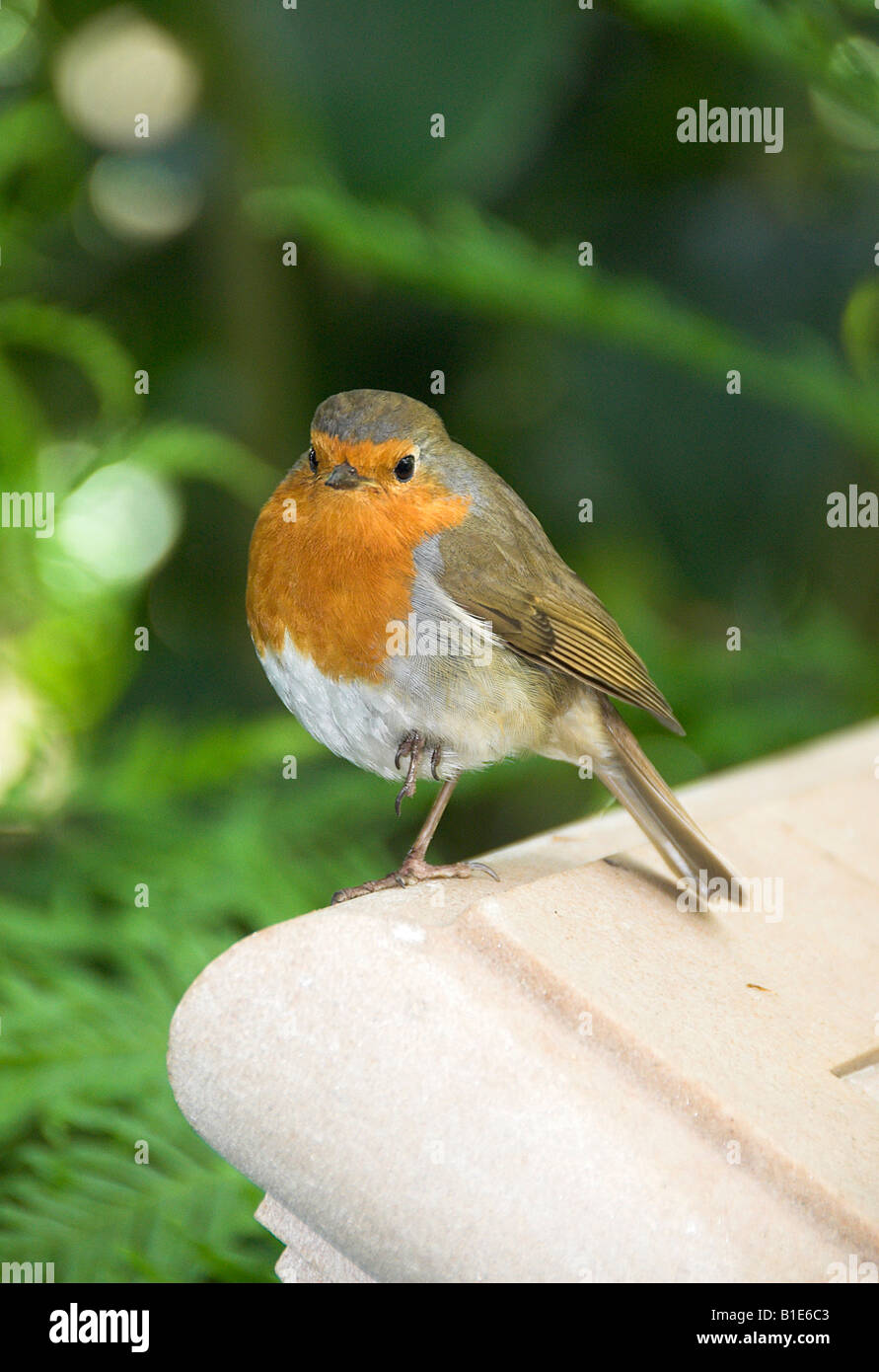 Injured bird uk hi-res stock photography and images - Alamy