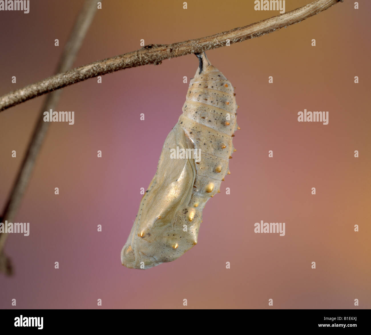Painted Lady Butterfly Chrysalis Stage