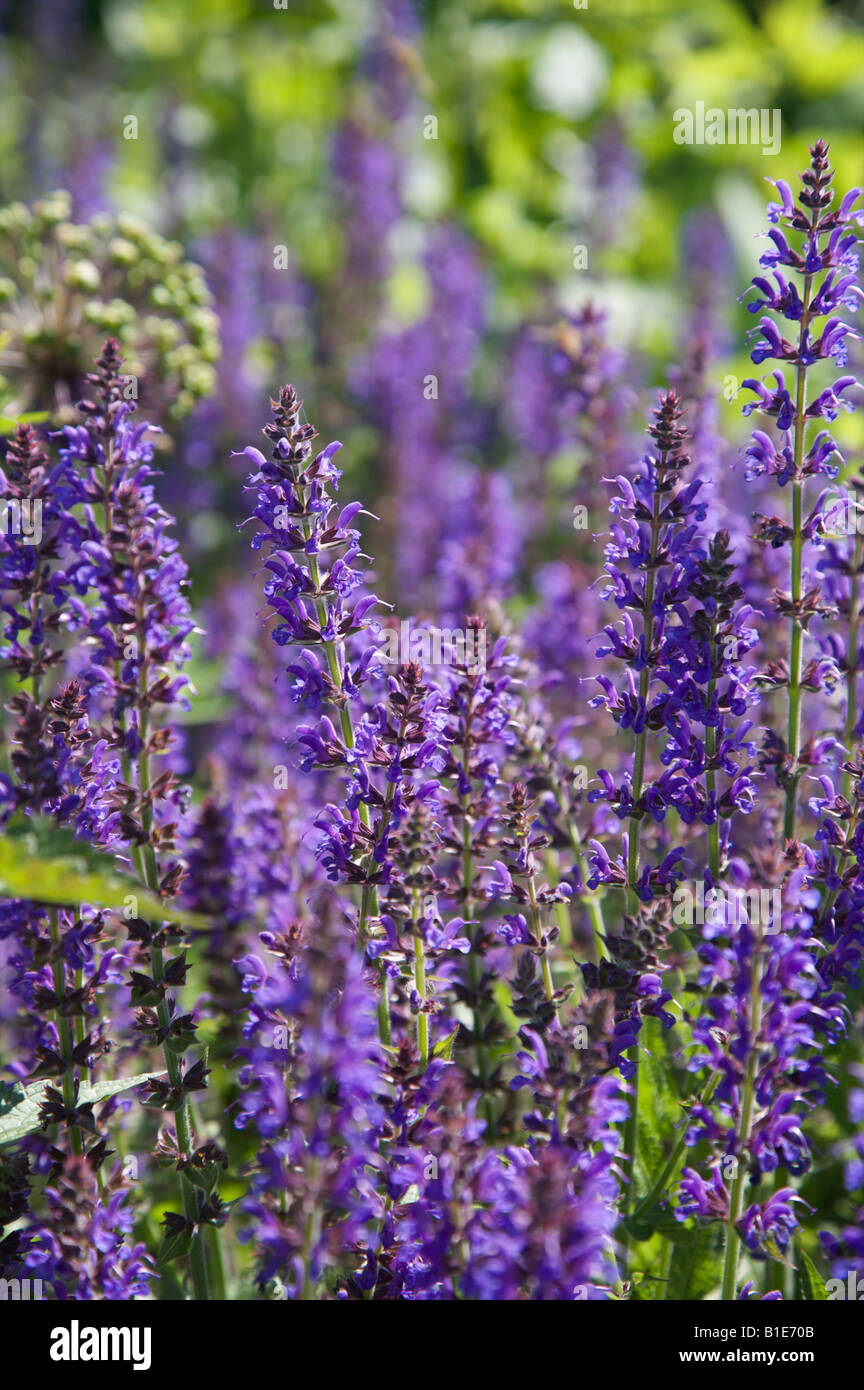 AGASTACHE BRITTONASTRUM BLACK ADDER LABIATAE AROMATIC PERENIAL BUSHY ...
