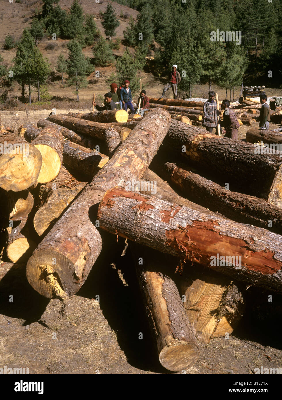Bhutan Zungney workers handling logs in timber yard Stock Photo - Alamy