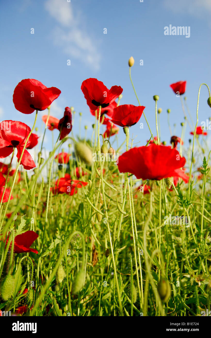 Tall Red Poppy High Resolution Stock Photography and Images - Alamy
