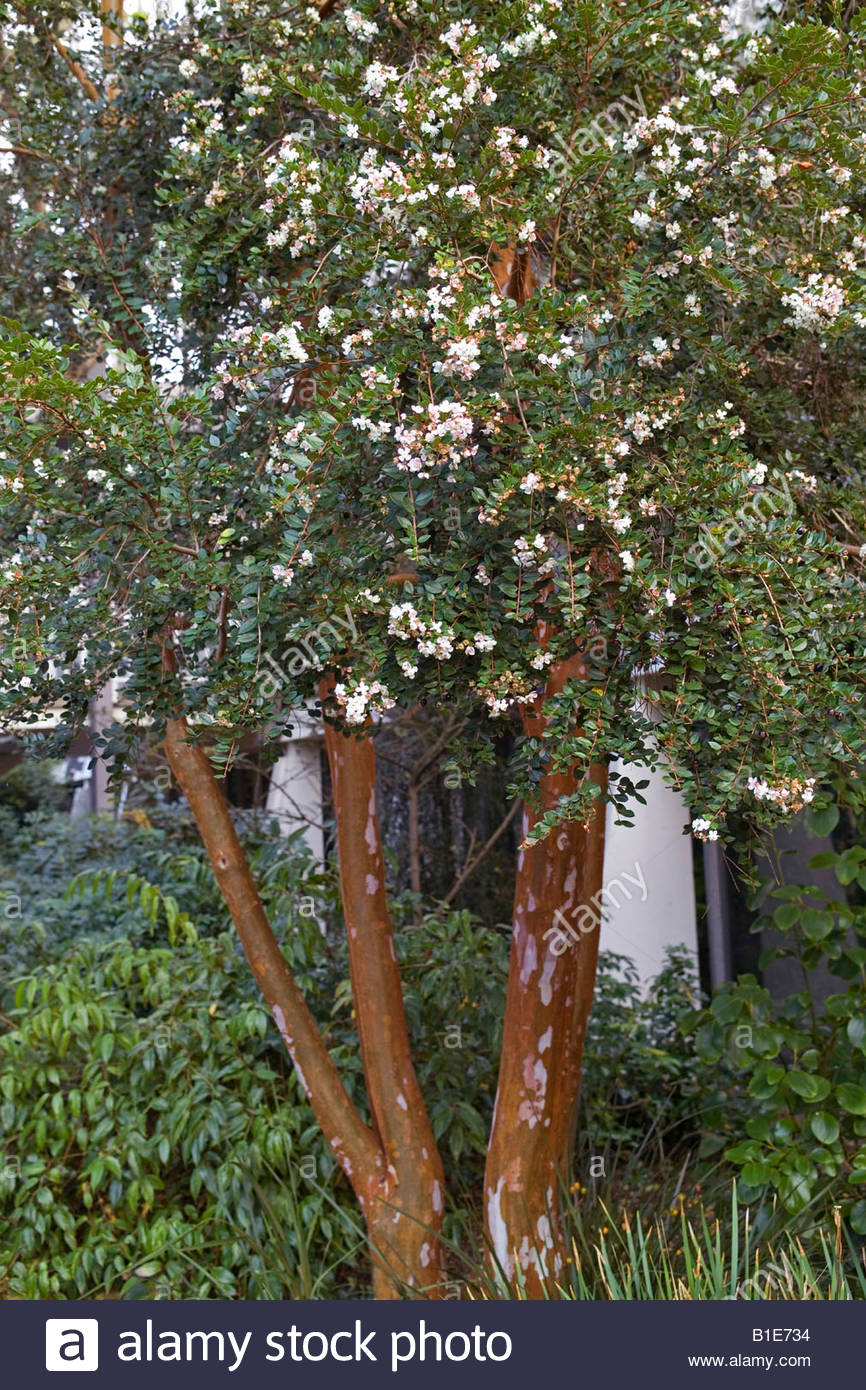 Luma Apiculata Stock Photos & Luma Apiculata Stock Images - Alamy