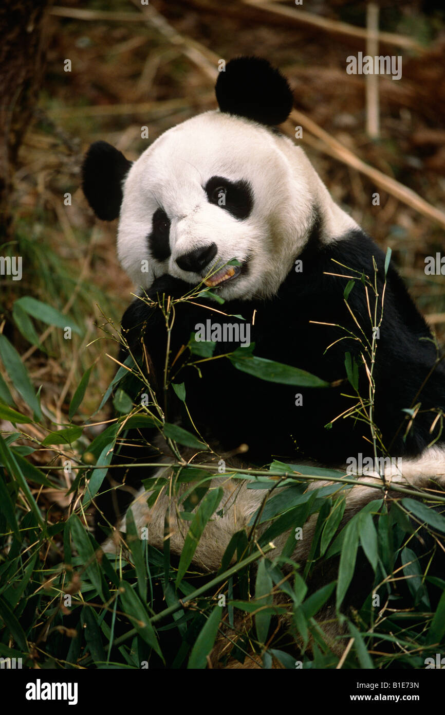 Giant Panda Wolong Panda Preserve Sichuan Province China Stock Photo ...