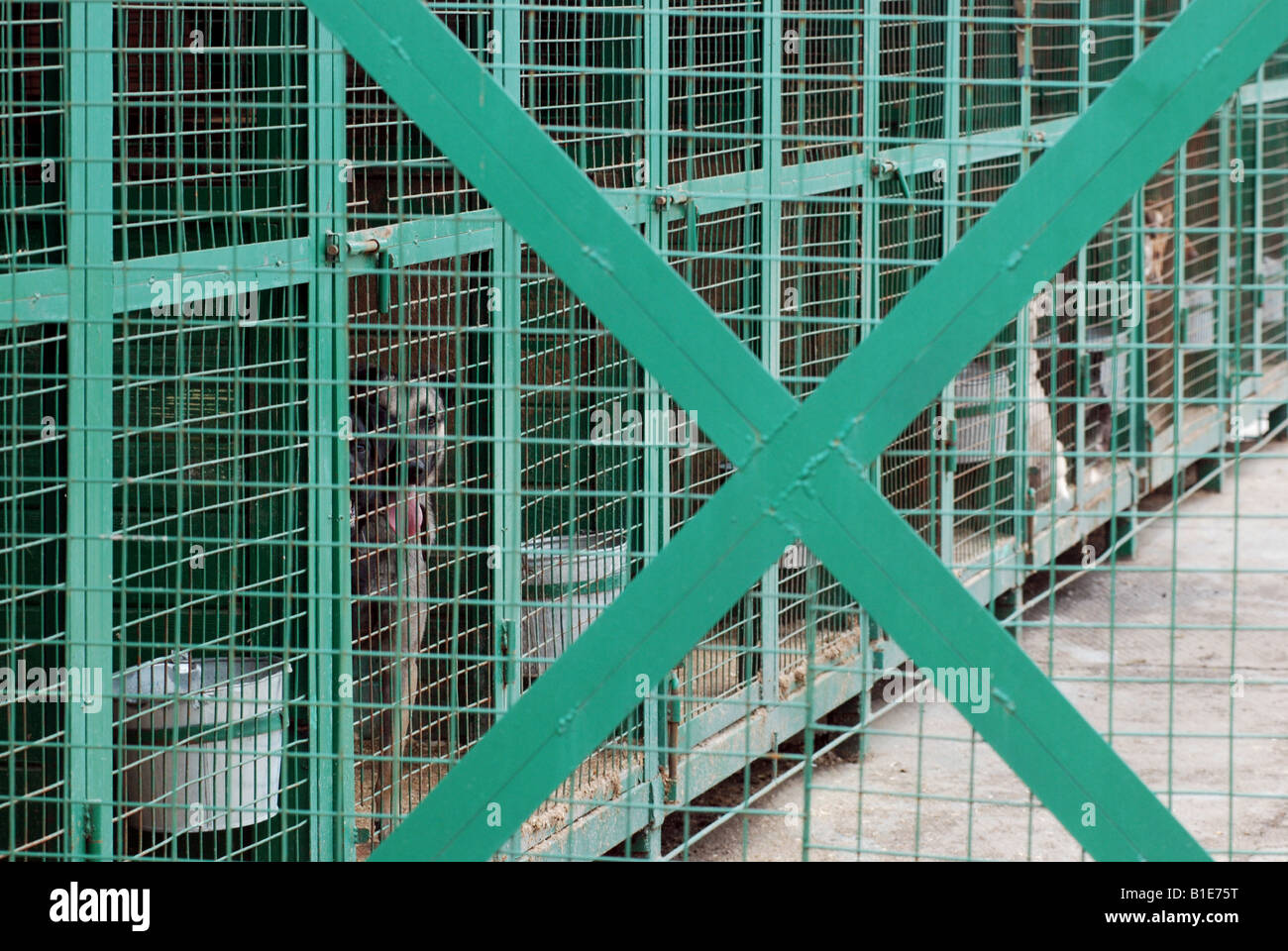 Dogs in cages in an official dog shelter Moscow Russia Stock Photo - Alamy