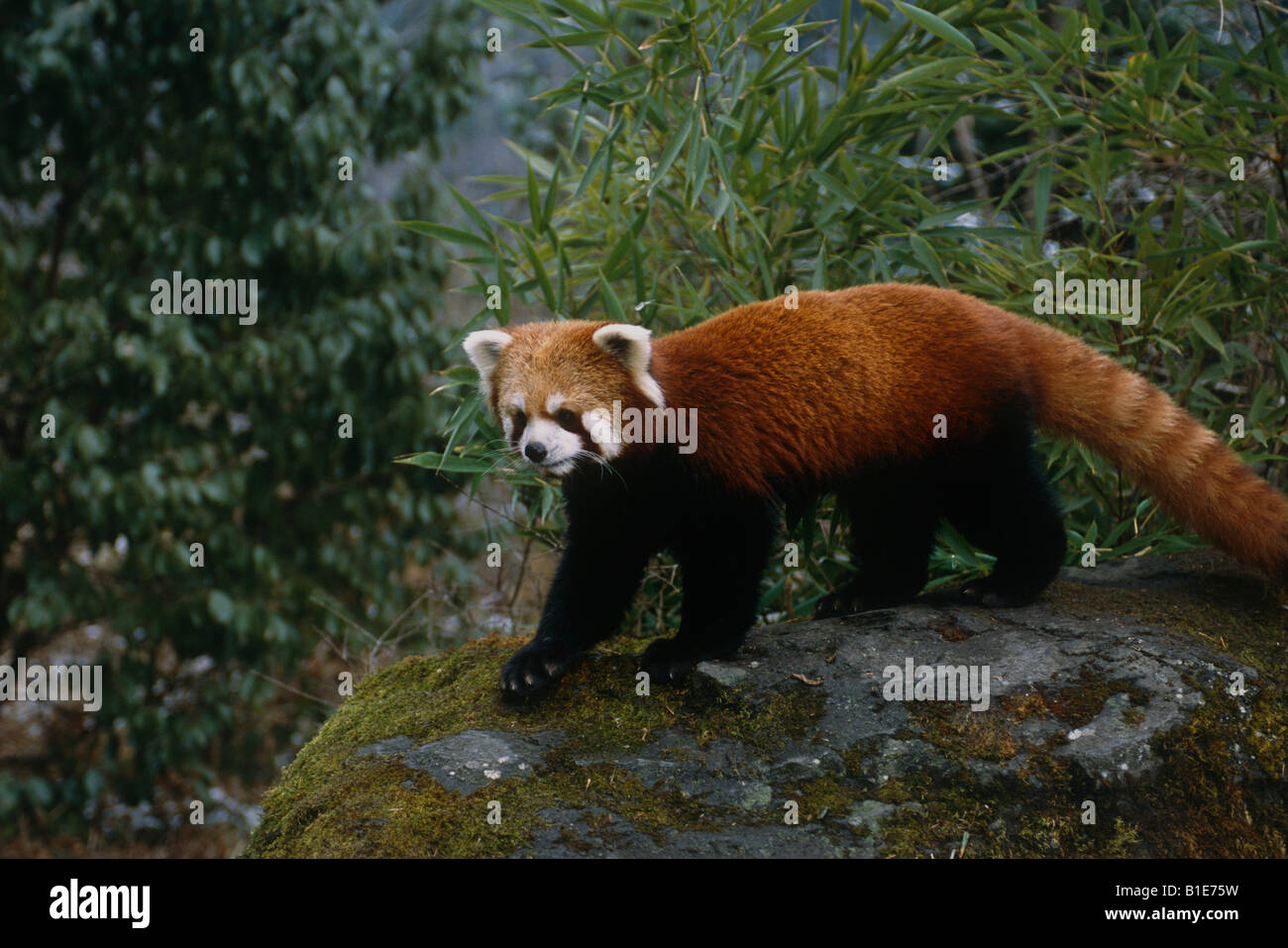 Red Panda Wolong Panda Preserve Sichuan Province China Stock Photo - Alamy
