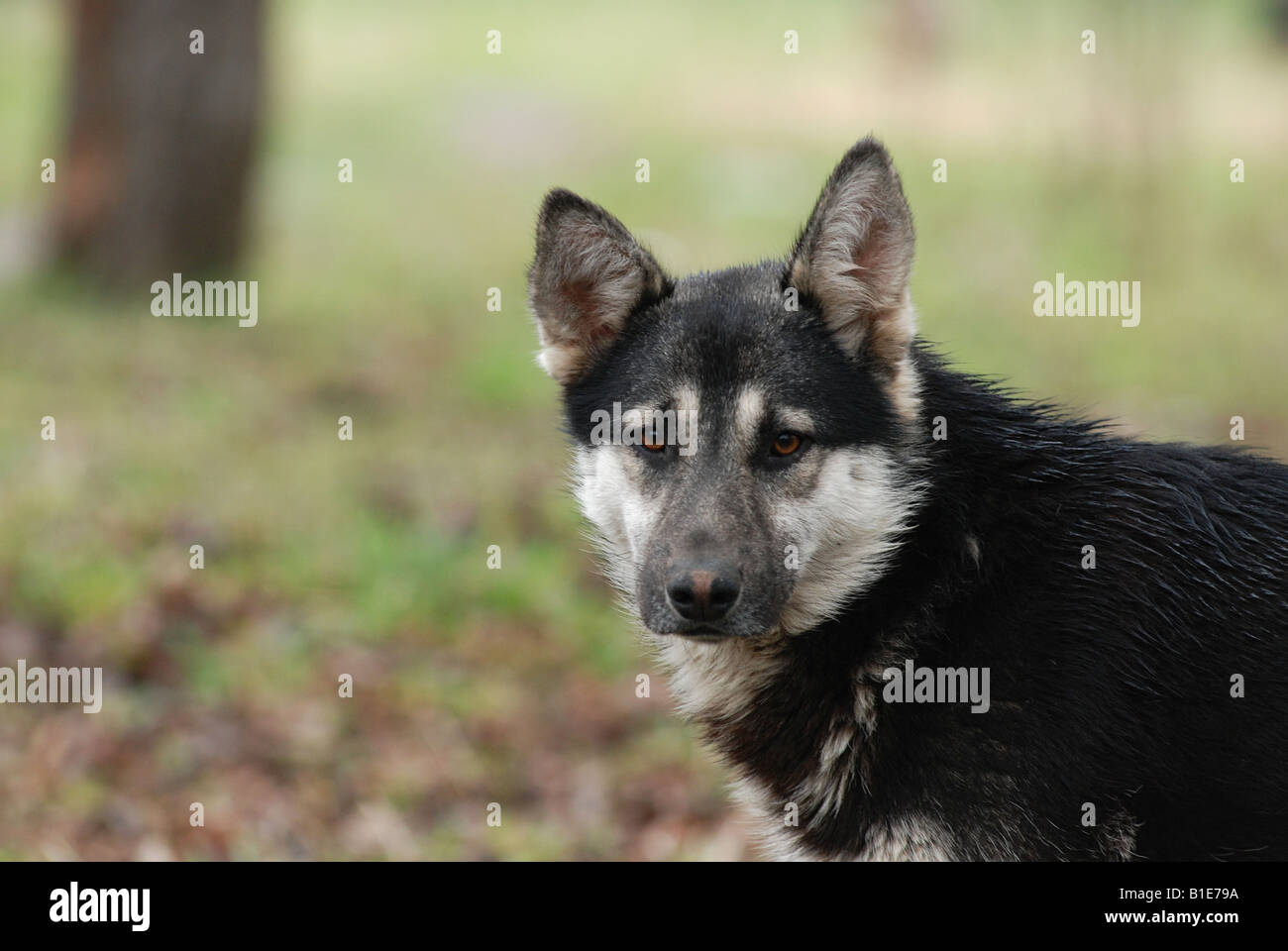Lone stray dog in a park Moscow Russia Stock Photo - Alamy