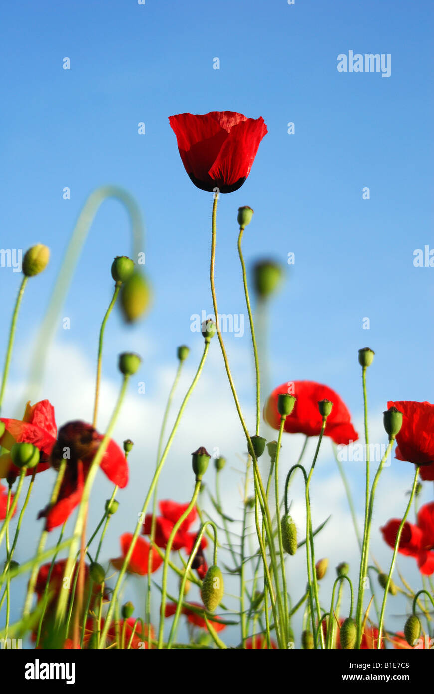 Tall red poppy hi-res stock photography and images - Alamy