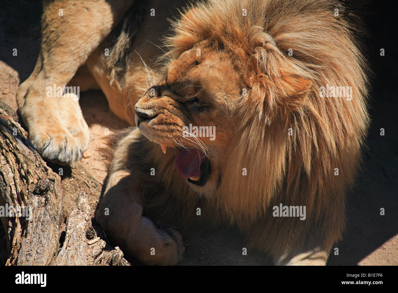 Lion showing teeth hi-res stock photography and images - Alamy
